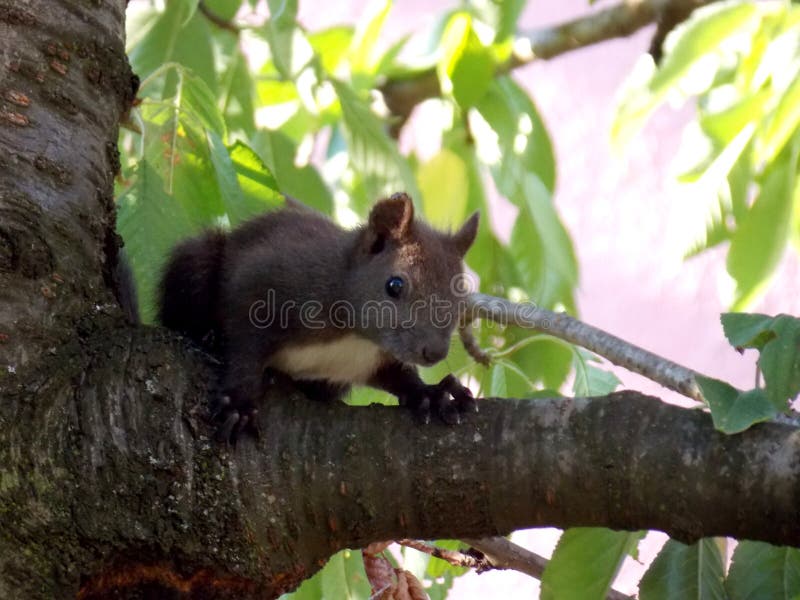 Squirrel stock photo. Image of leaf, squirrel, nature - 102956848