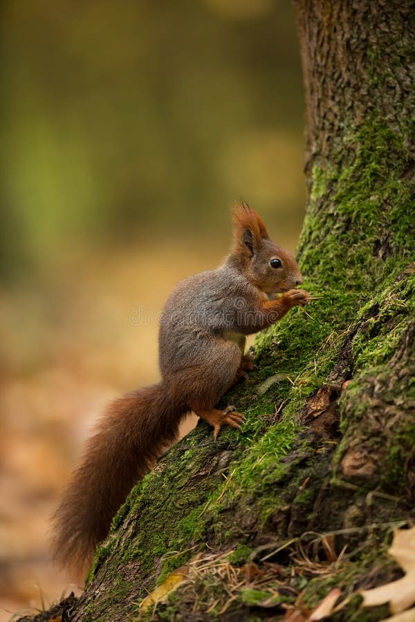 Squirrel. the Squirrel Was Photographed in the Czech Republic. Squirrel ...