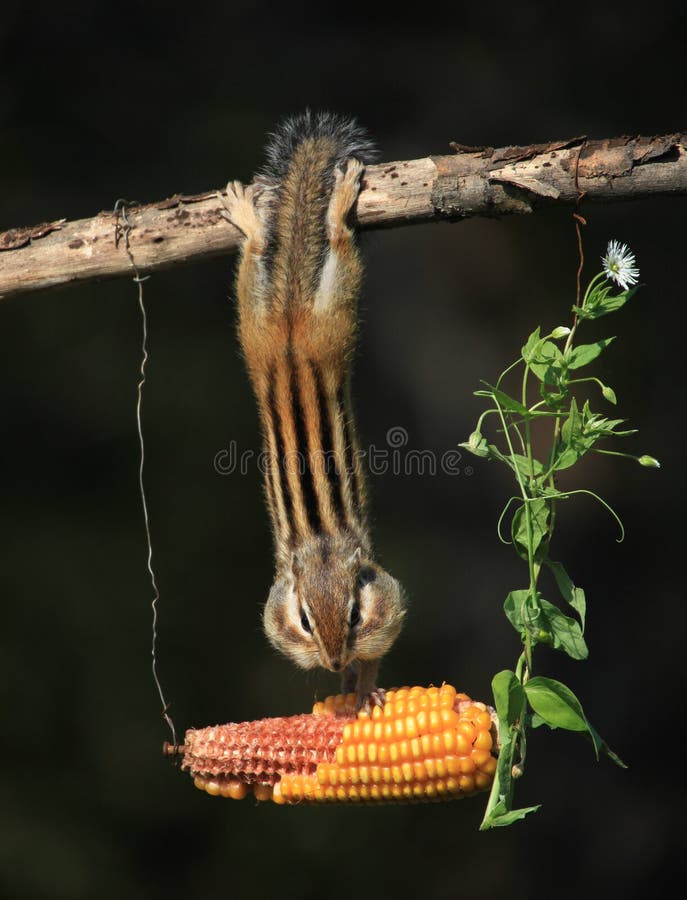 Squirrel stock image. Image of blueberrynn, aquatic - 103691711