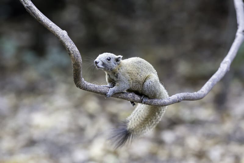Squirrel Stand on Creeping Plant in Wild Stock Image - Image of stand ...