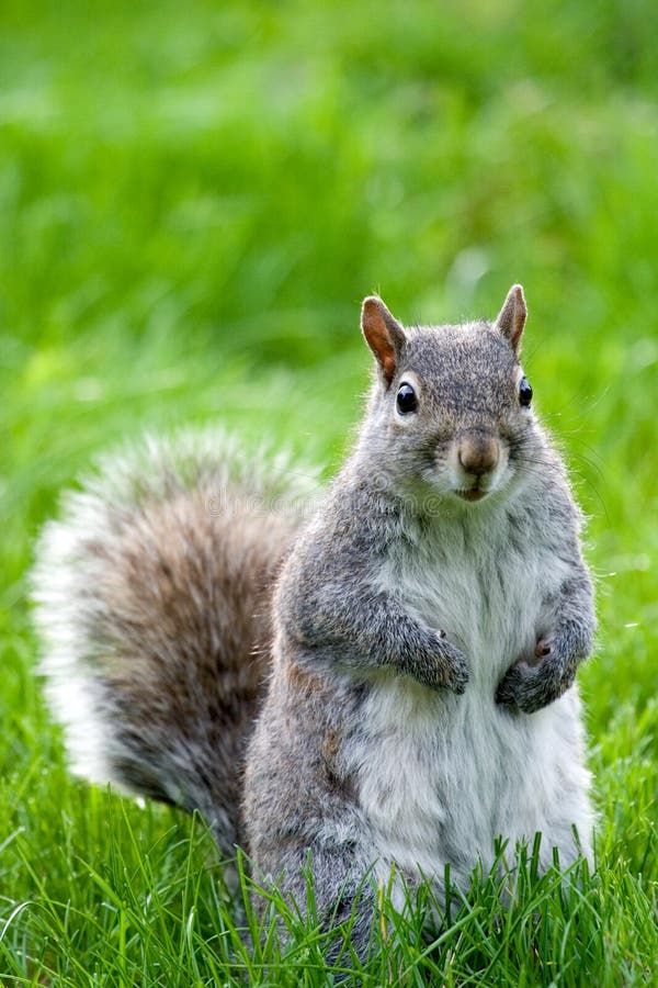 Young Fox Squirrel stock image. Image of cheerful, cute - 33750515
