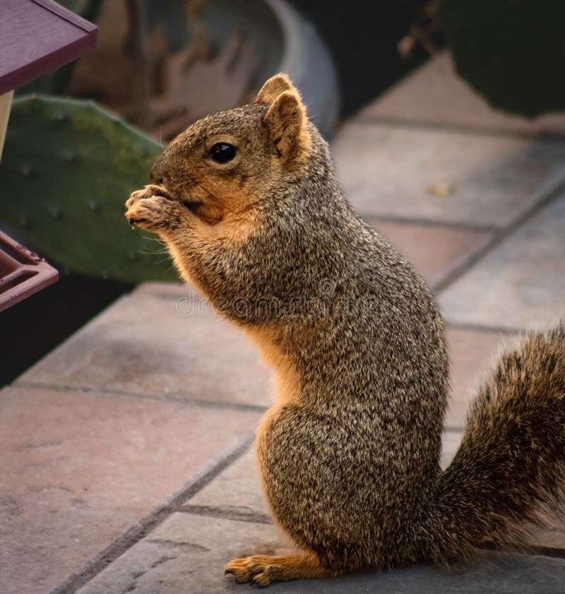 Porch Monkey Stock Photos - Free & Royalty-Free Stock Photos from ...