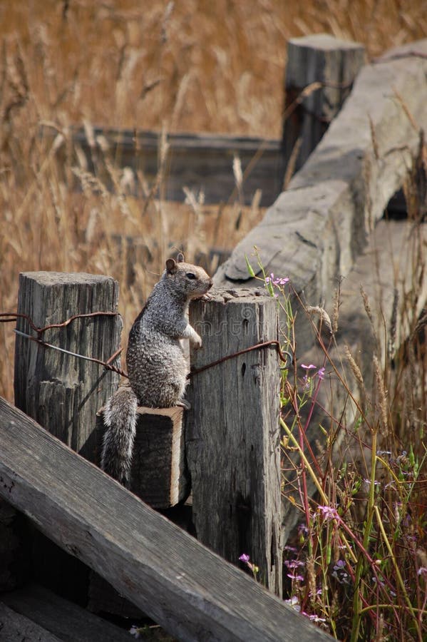 Squirrel Standing on a Fence Stock Image - Image of standing, fence ...