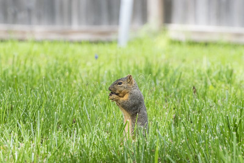 Squirrel with Pecan stock image. Image of wild, squirrel - 65997753
