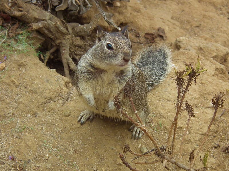 Grey Squirrel in a Sandy Floor Stock Image - Image of branch, looking ...