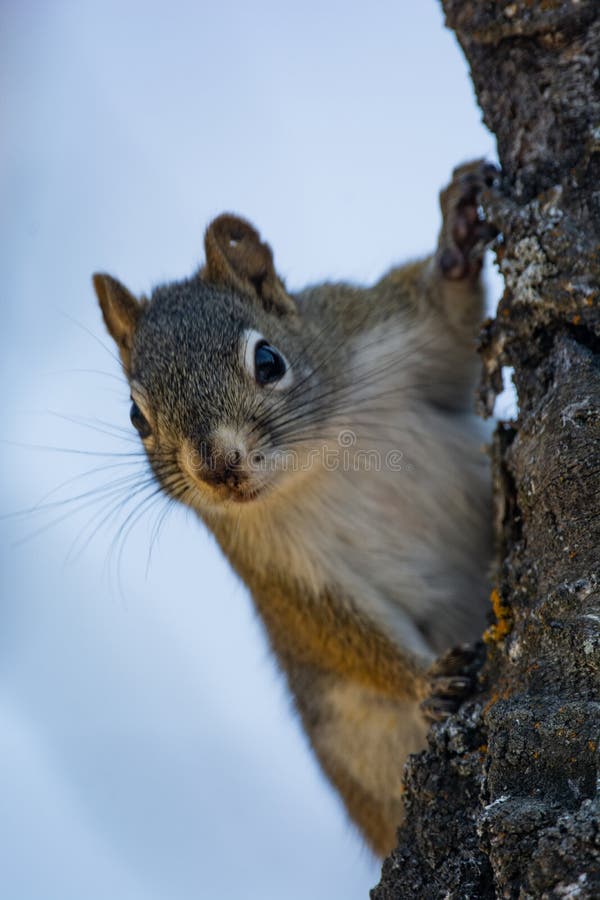 A Squirrel Guard On The Tree Stock Image - Image of autumn, tree: 66374041