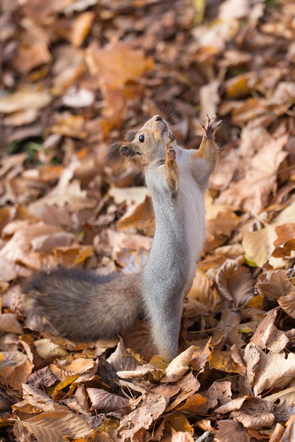 Ground squirrel screaming stock image. Image of rodent - 25718929