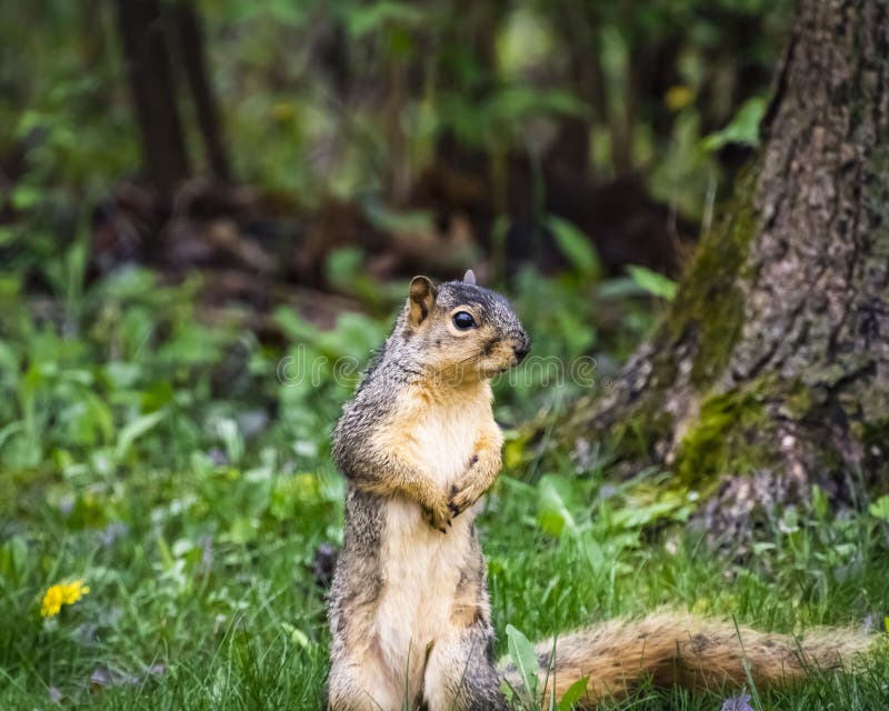 Squirrel Standing in Backyard Stock Photo - Image of mammal, backya ...