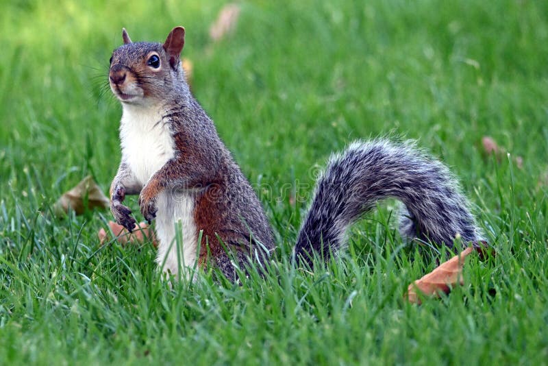 Squirrel Standing and Looking at Camera Stock Photo - Image of life ...