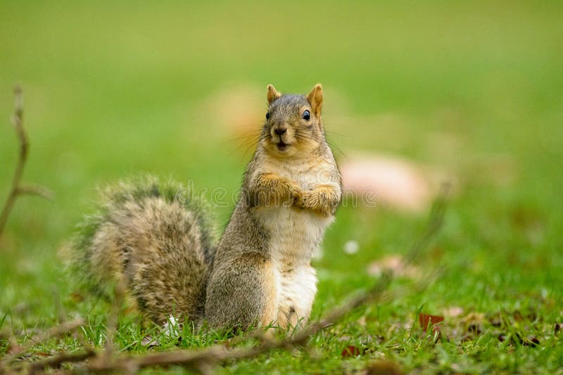 Squirrel Standing, Paws Crossed Stock Image - Image of camera, cute ...