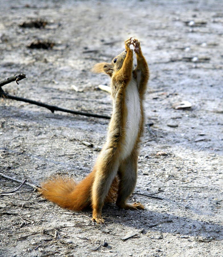 Squirrel Standing And Reaching Royalty Free Stock Image - Image: 4393146