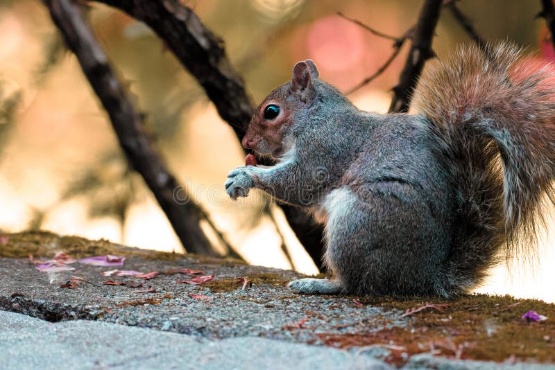 Squirrel Standing on a Stone in the Forest Stock Image - Image of cute ...