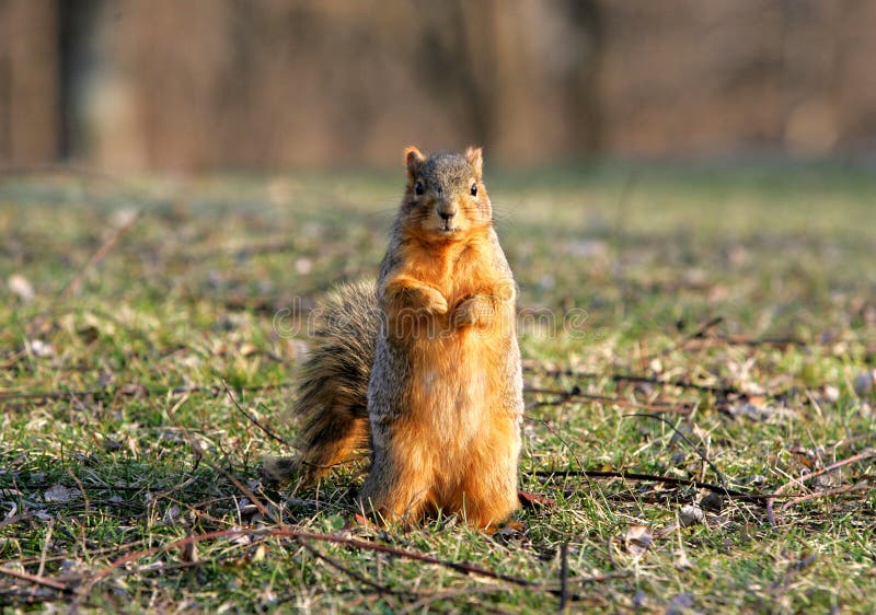 Squirrel Standing Vertical stock photo. Image of illinois - 59224708