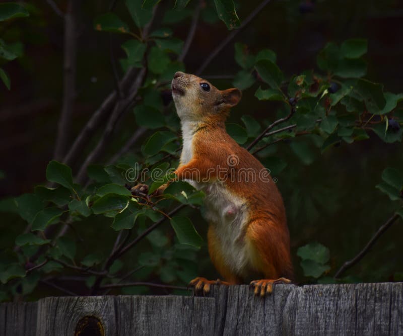 Squirrel Stands Near the Miniature Shopping Cart Filled with Nuts Stock ...