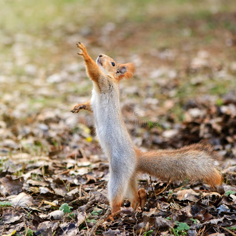 The Squirrel Stands with Nut in Paws on the Snow in Front of a Pile of ...