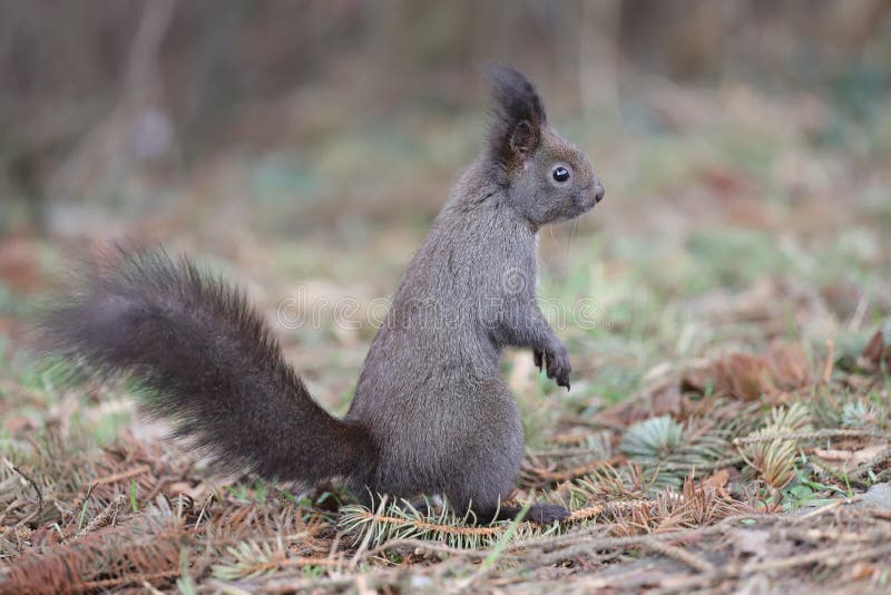 Squirrel Stands on the Ground Upright Stock Photo - Image of stands ...