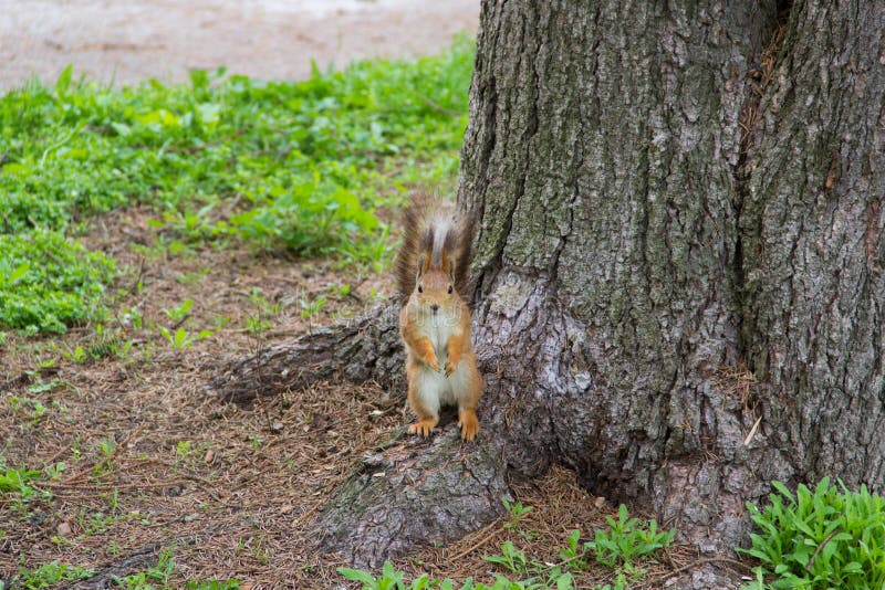 Squirrel Stands on the Root Stock Image - Image of claws, cute: 70589873