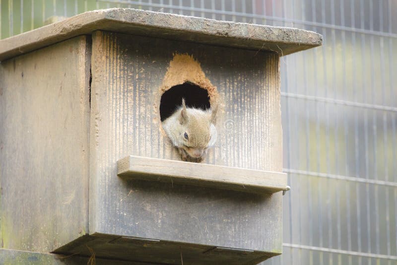 Squirrel Stares His Head Inside the House Stock Image - Image of ...