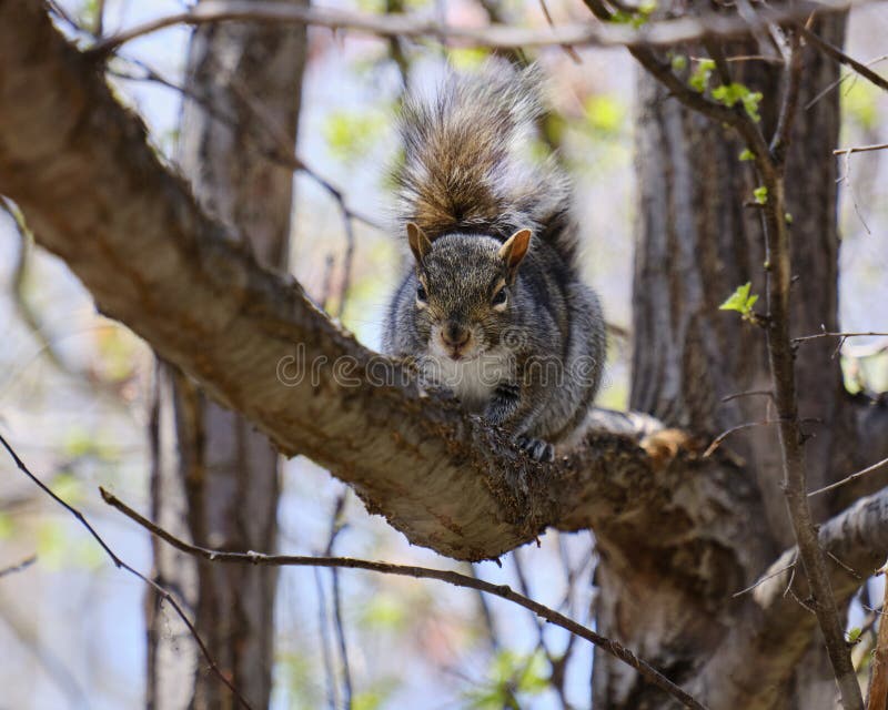 Gray Squirrel Tree Staring stock photo. Image of plant - 25767638