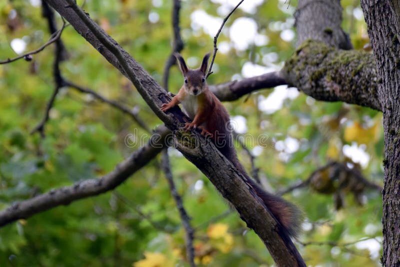 Squirrel staring stock photo. Image of sitting, autumn - 77535860
