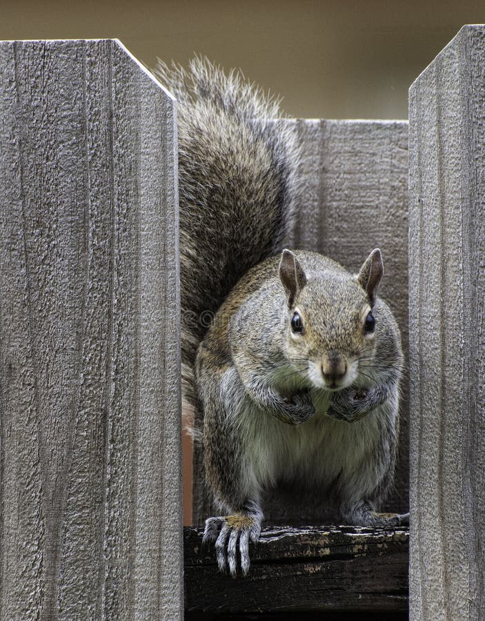 Squirrel Staring at You, on White with Shadow Stock Image - Image of ...
