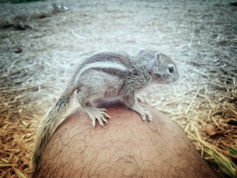 Squirrel Staring at You, on White with Shadow Stock Image - Image of ...