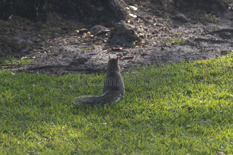 Squirrel Staring at a Tree in Florida Stock Photo - Image of ...