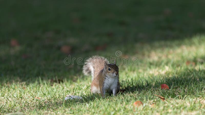 Squirrel Staring, Winter Park, Orlando, Florida Stock Photo - Image of ...