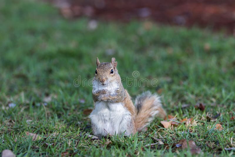 Squirrel Staring, Winter Park, Orlando, Florida Stock Photo - Image of ...