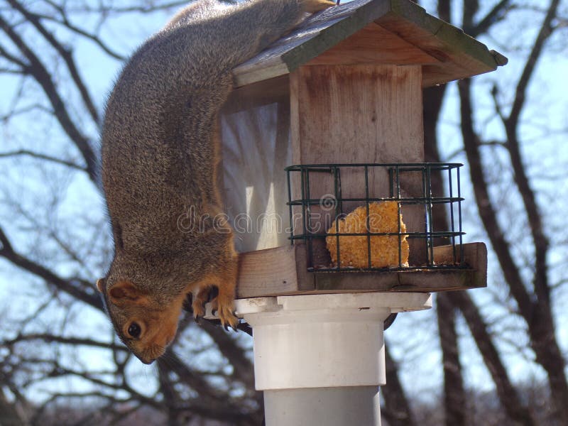 Squirrel stock image. Image of squirrel, bird, stealing - 137707403