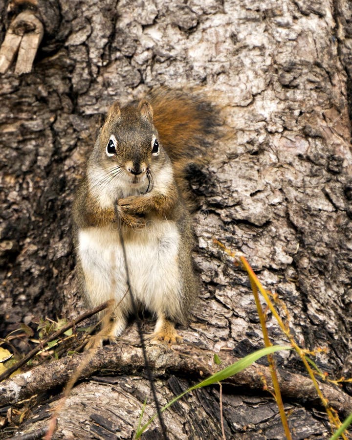 Squirrel Stock Photos. Squirrel Close-up Profile View Sitting at the ...