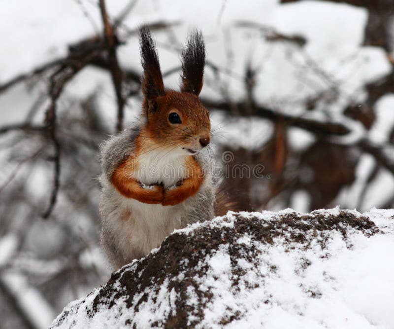 Squirrel stock photo. Image of help, feeding, good, cold - 40142940