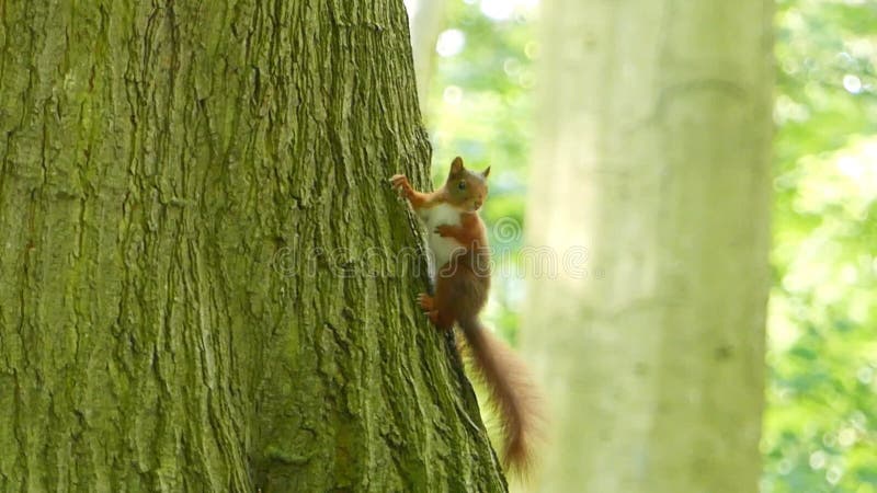 Squirrel Stopping on Its Way Climbing Tree and Looking Around Against ...