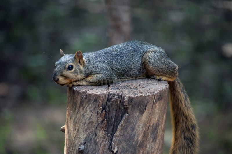 Down Laying Squirrel Stock Photos - Free & Royalty-Free Stock Photos ...