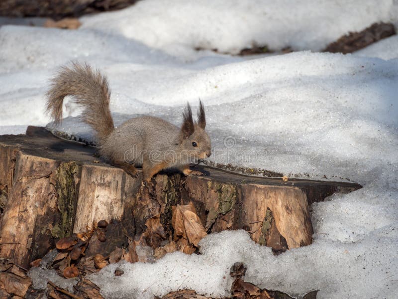 Squirrel on a stump stock photo. Image of nature, snow - 243995948