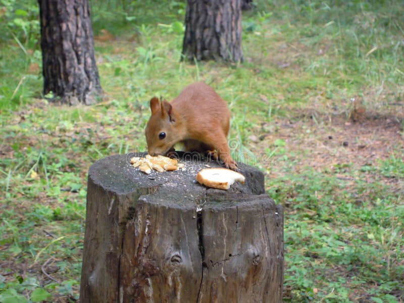 Squirrel at lunch stock photo. Image of tree, animal - 233678290