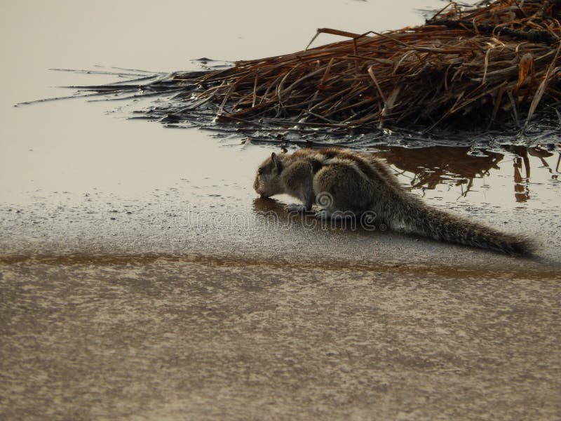 Squirrel in summer day stock image. Image of level, fight - 149497049