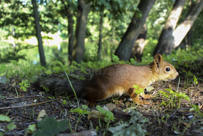Red Squirrel in the Summer of Yew Stock Image - Image of natural, cute ...