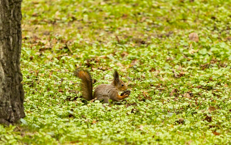 Squirrel in the Summer Park. Squirrel on the Grass in Summer Stock ...