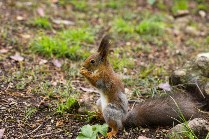 Squirrel in Summer Park. Squirrel in Summer Stock Image - Image of wild ...