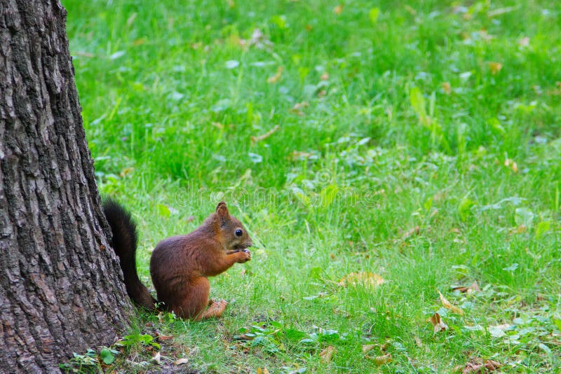 Red Squirrel in the Summer of Yew Stock Image - Image of natural, cute ...