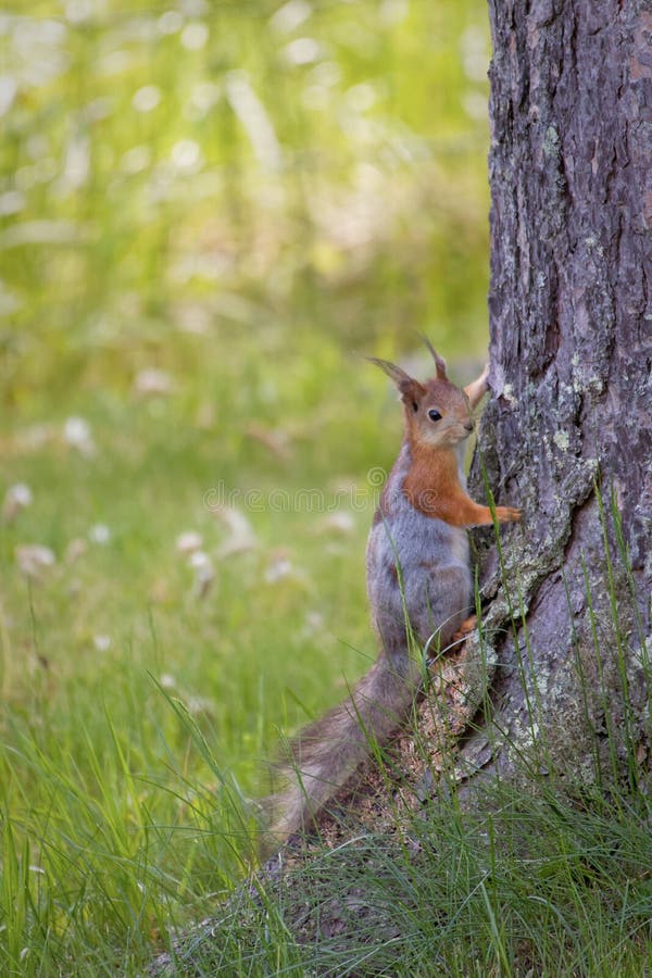 Squirrel on the grass stock photo. Image of furry, fluffy - 36184266