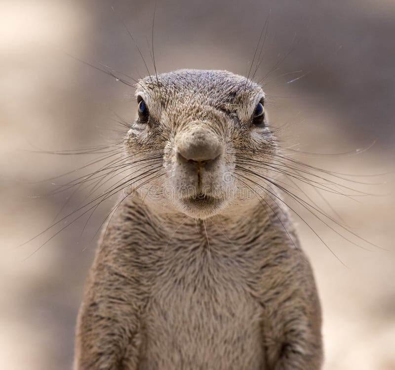 Squirrel surprise stock image. Image of wildlife, stare - 7209063
