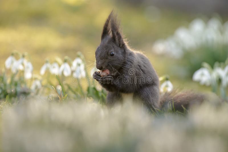 Spring squirrel stock image. Image of moss, britain - 101822249