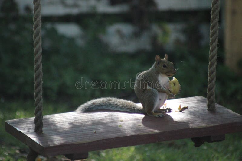 Squirrel stock photo. Image of rustic, dark, boots, swing - 52343040