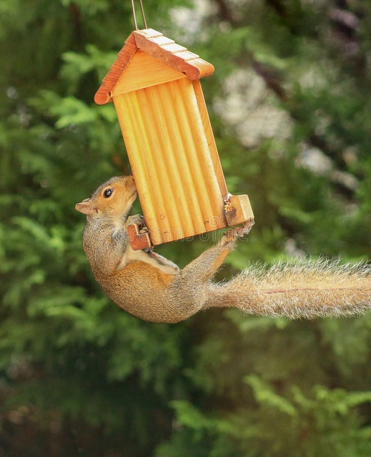 Squirrel stock photo. Image of rodent, sciuridae, cedar - 56215248