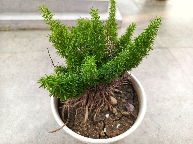 The Squirrel Tail Ornamental Plant is Also a Type of Ornamental Plant ...