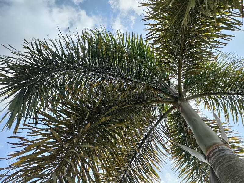 5,040 Tail Palm Tree Stock Photos - Free & Royalty-Free Stock Photos ...