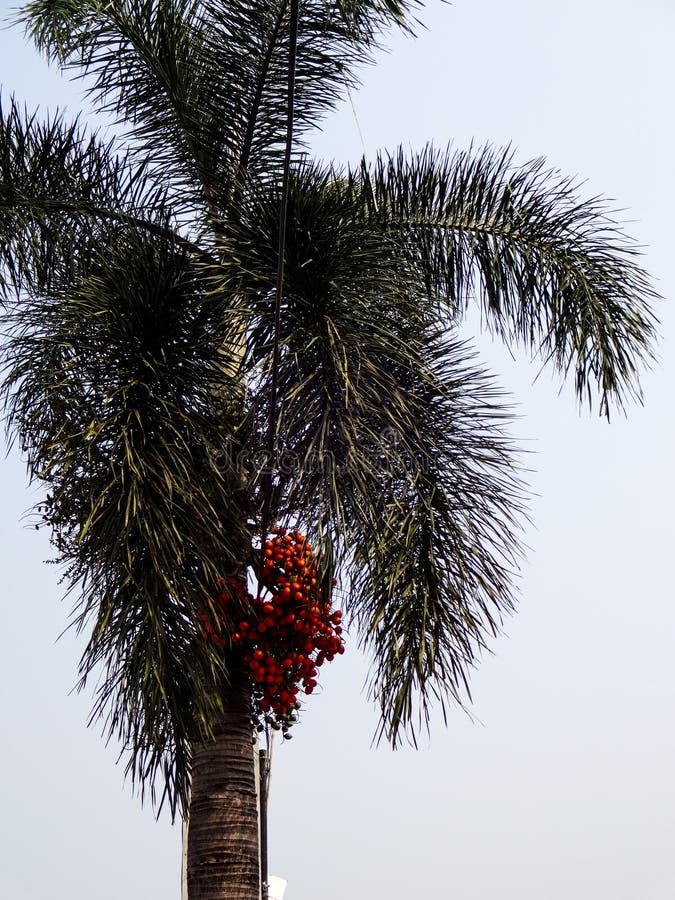 Looks Beautiful from the Palm Trees Facing the Sky Stock Photo - Image ...