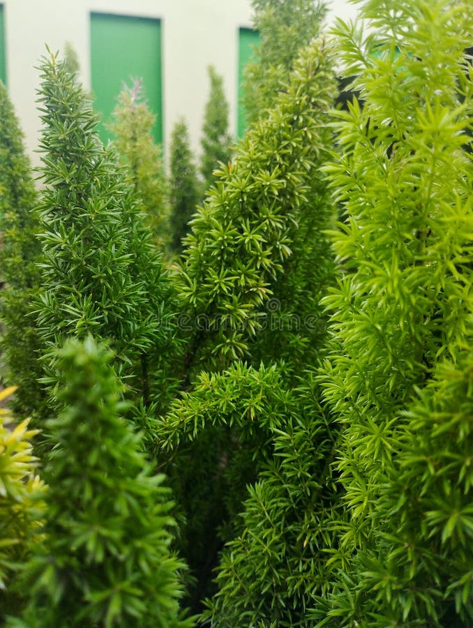 Squirrel Tail Plant is a Type of Ornamental Plant Stock Image - Image ...